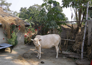 Really Good Gifts - Leprosy Mission